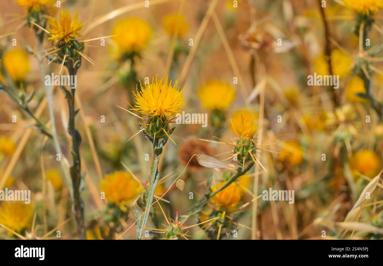 Yellow star-thistle; St. Barnaby's thistle is a wild plant species that ...