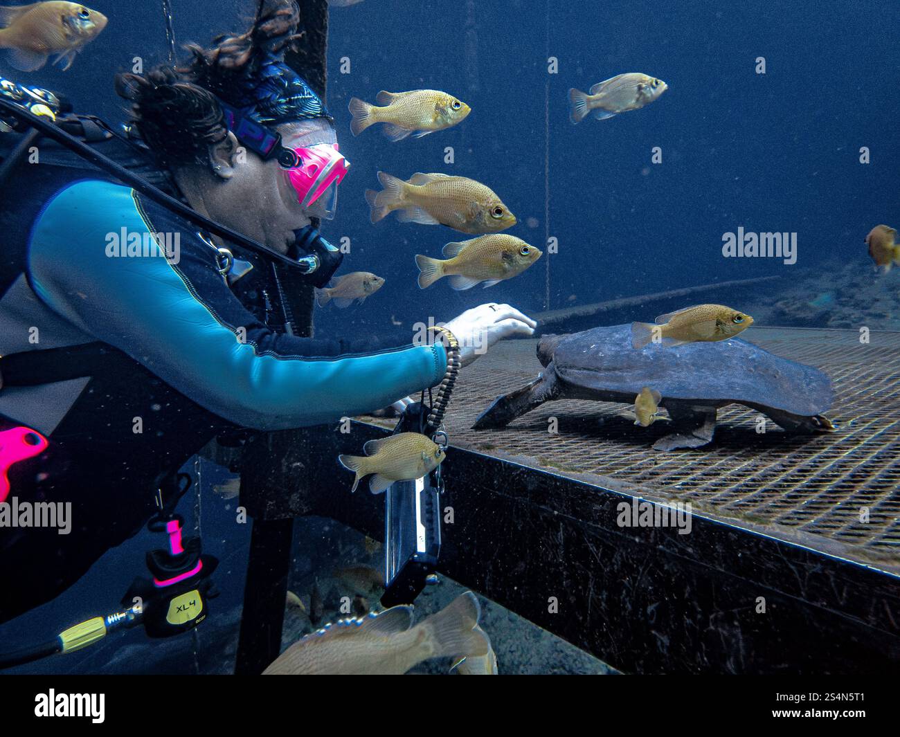 A scuba diver interacts with Virgil the Turtle sits on a dive platform ...