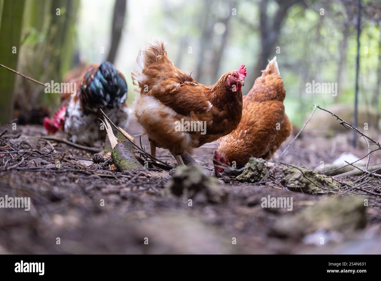 Free range chickens in Scotland Stock Photo - Alamy
