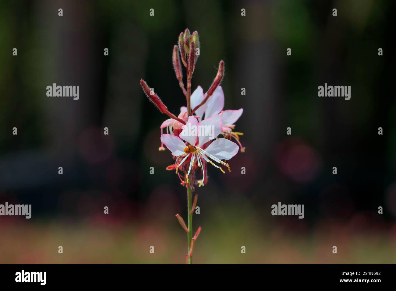 Oenothera lindheimeri (Oenothera lindheimeri), commonly known as ...