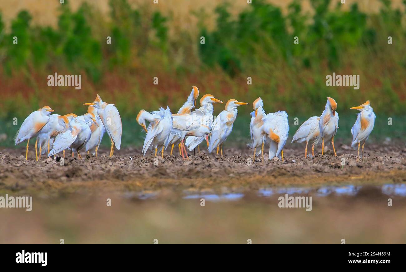 Western Cattle Egret (Bubulcus ibis) is a bird that follows the herd of ...