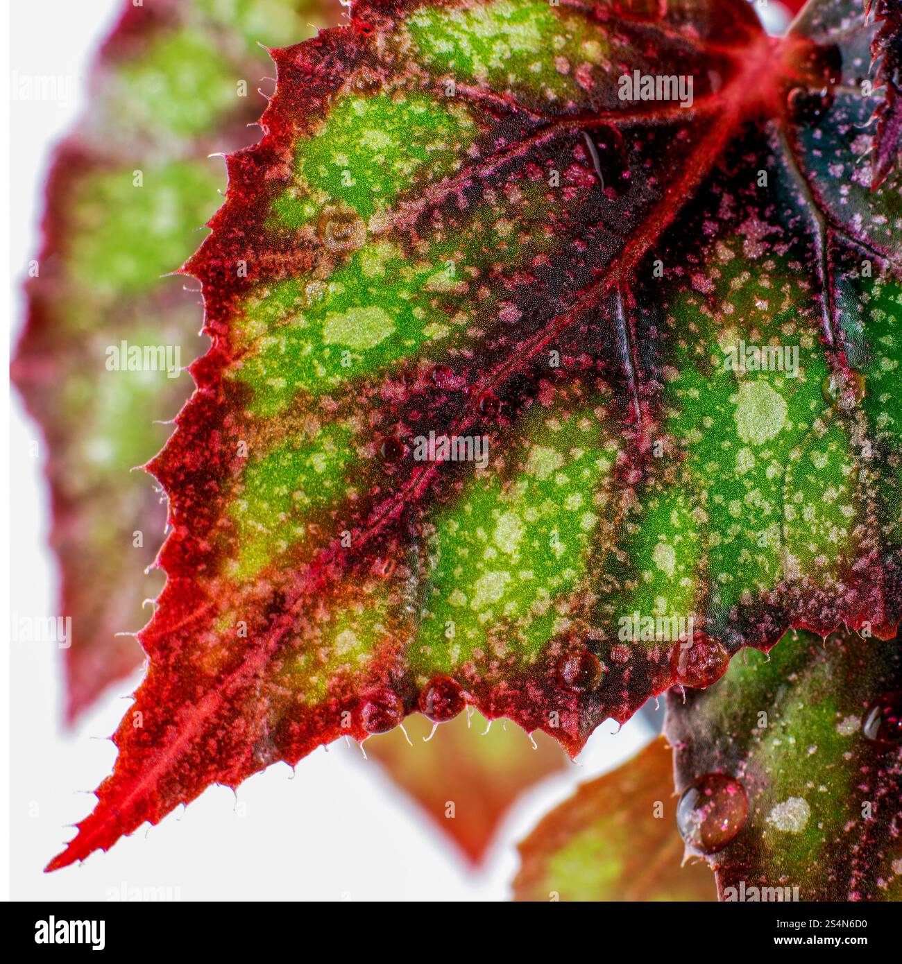 color macro photography of begonia plant leaf Stock Photo - Alamy