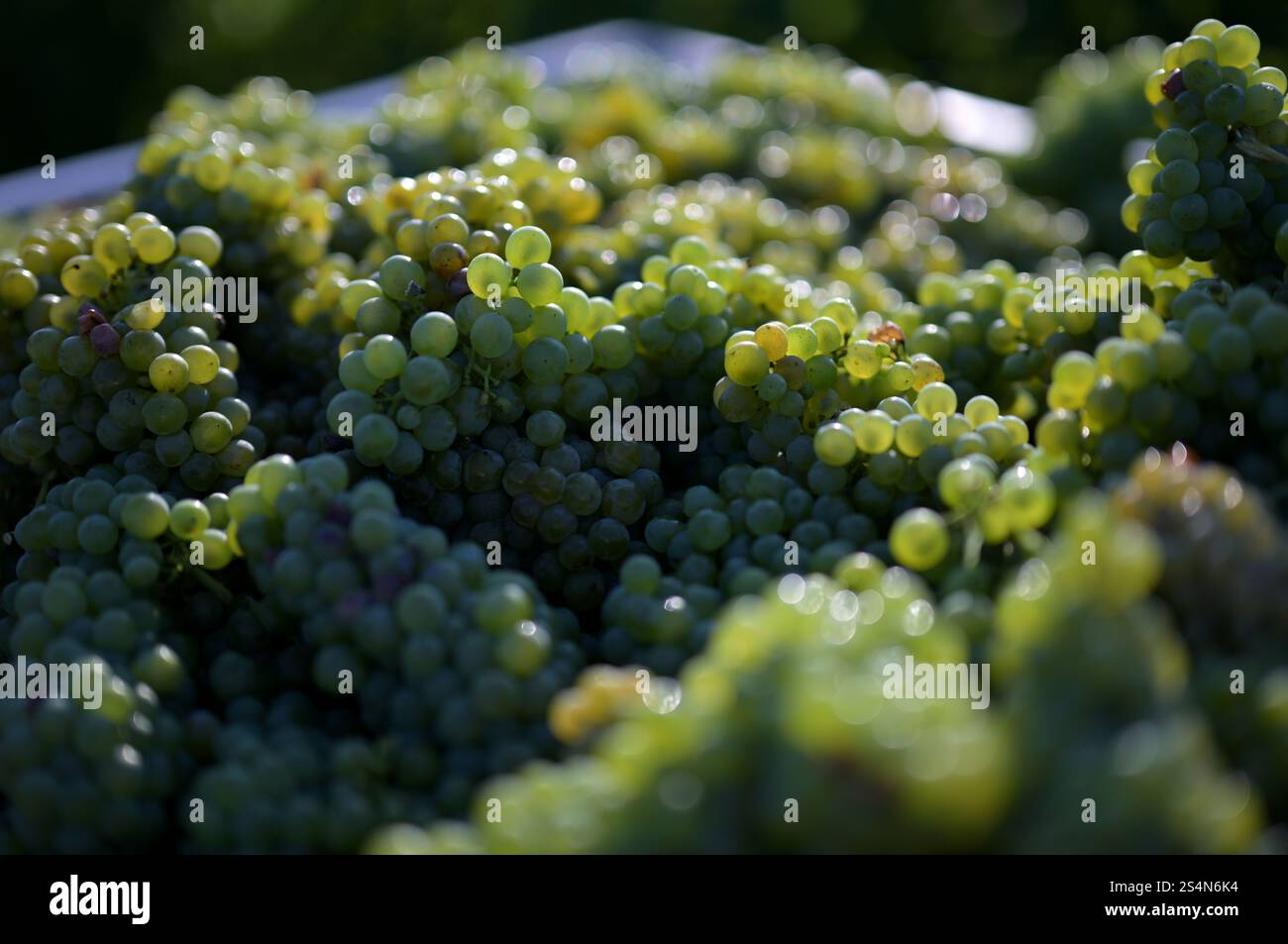 THEME PICTURE - Project 'capturing the future': Grapes being harvested ...