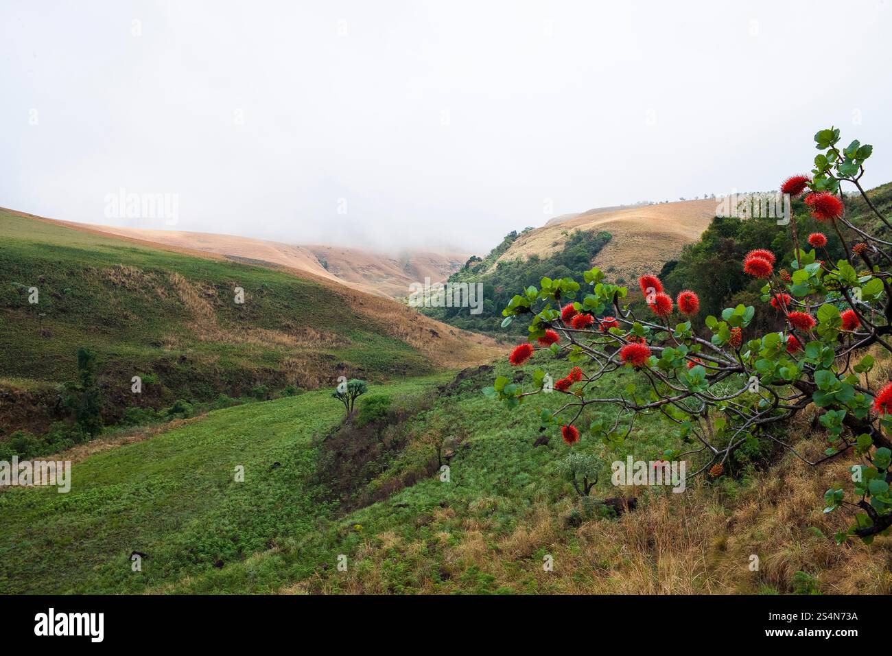 The Maoti- Drakensberg mountains in the Republic of South Africa are an ...