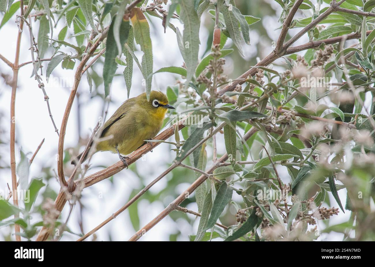 Oriental White eye (Zosterops palpebrosus) is a cute bird species seen ...