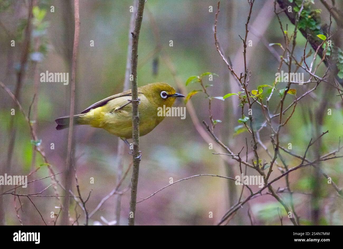 Oriental White eye (Zosterops palpebrosus) is a cute bird species seen ...
