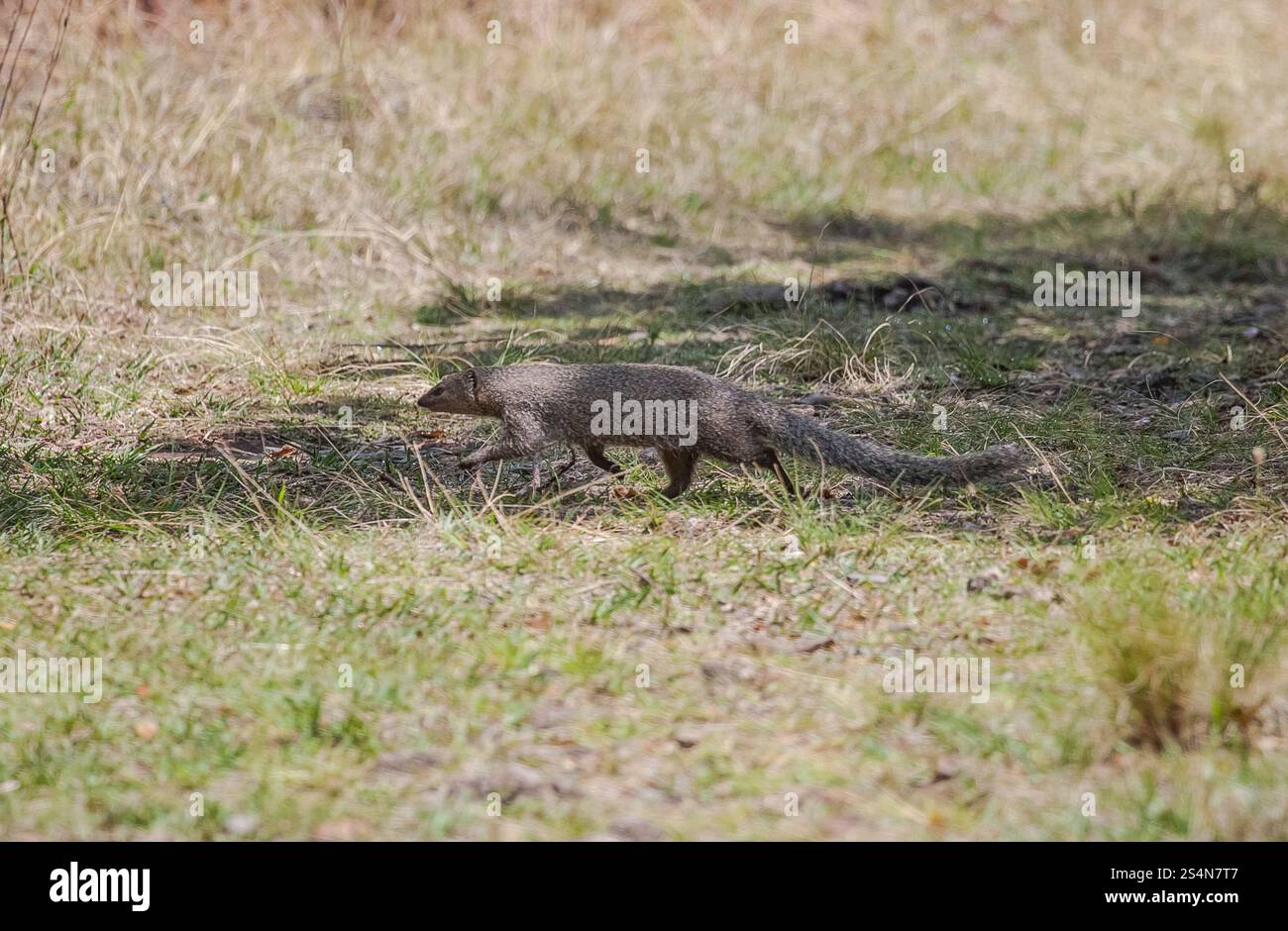 Cape gray mongoose (Galerella pulverulenta) is also known as the little ...