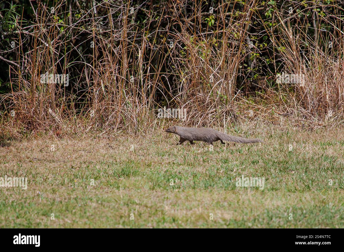 Cape gray mongoose (Galerella pulverulenta) is also known as the little ...