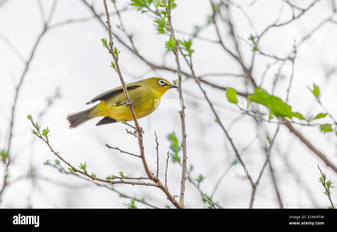 Oriental White eye (Zosterops palpebrosus) is a cute bird species seen ...
