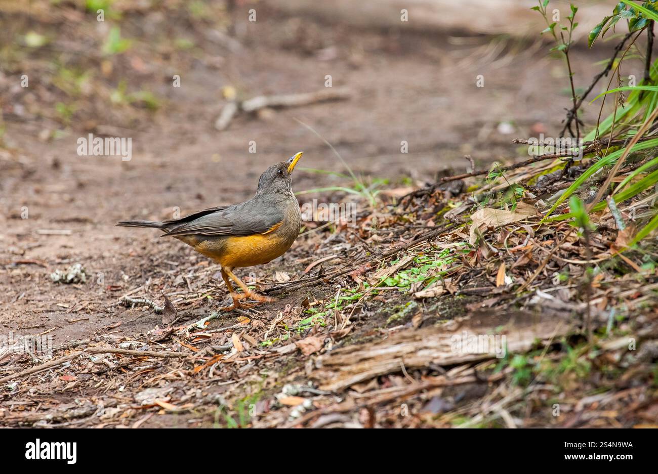 Olive thrush (Turdus olivaceus) is, in its range, one of the most ...
