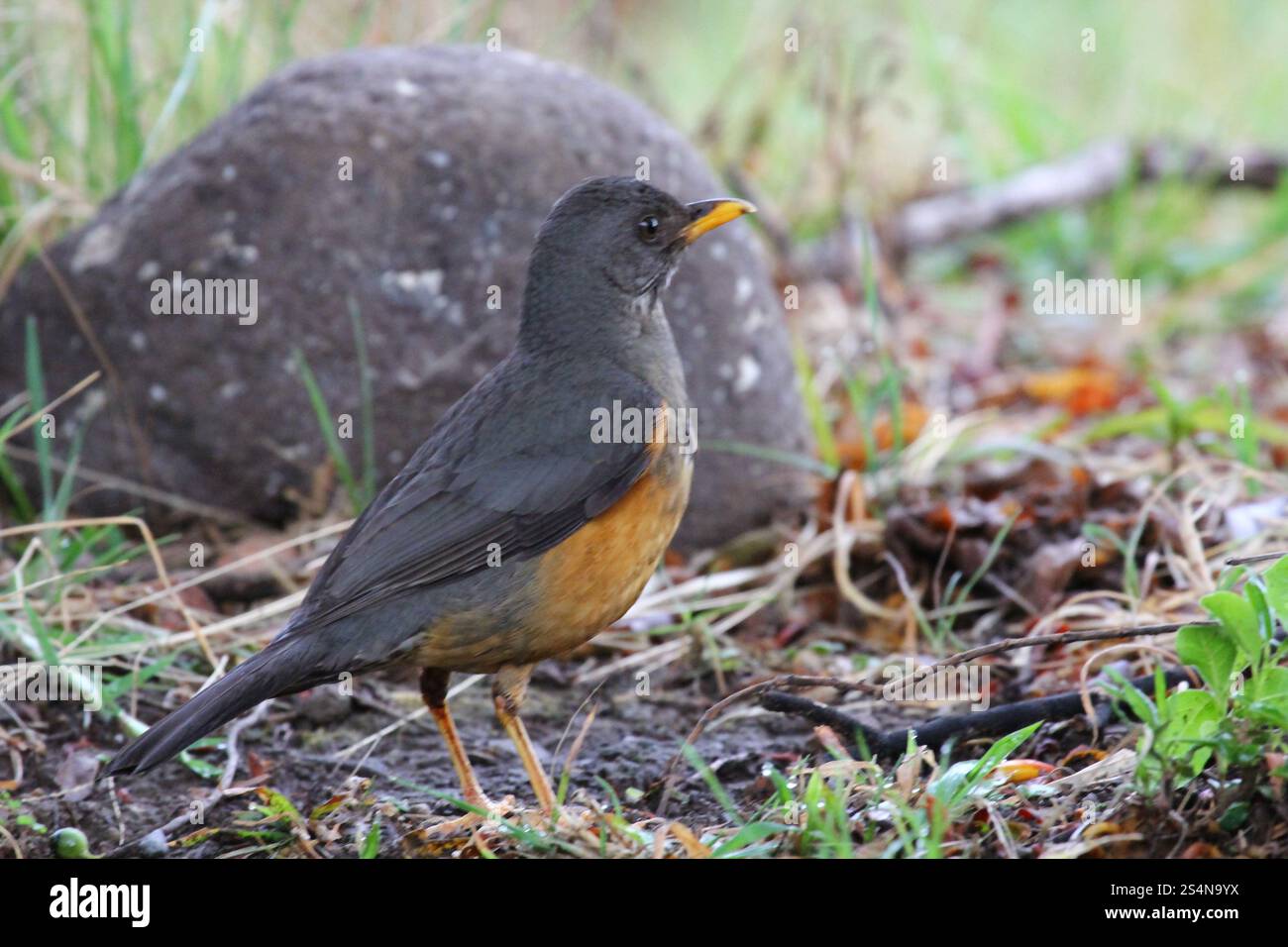 Olive thrush (Turdus olivaceus) is, in its range, one of the most ...