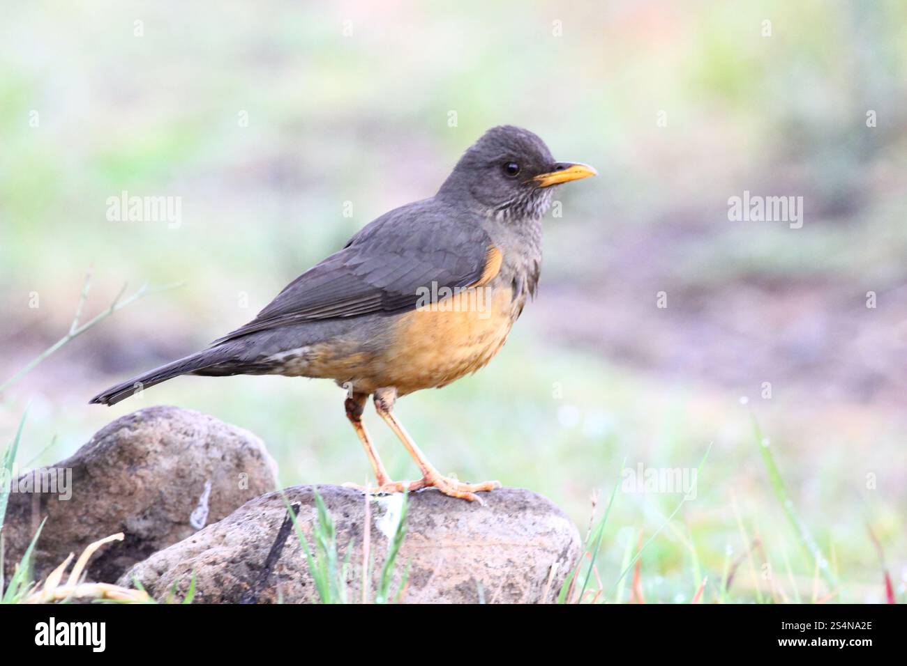 Olive thrush (Turdus olivaceus) is, in its range, one of the most ...