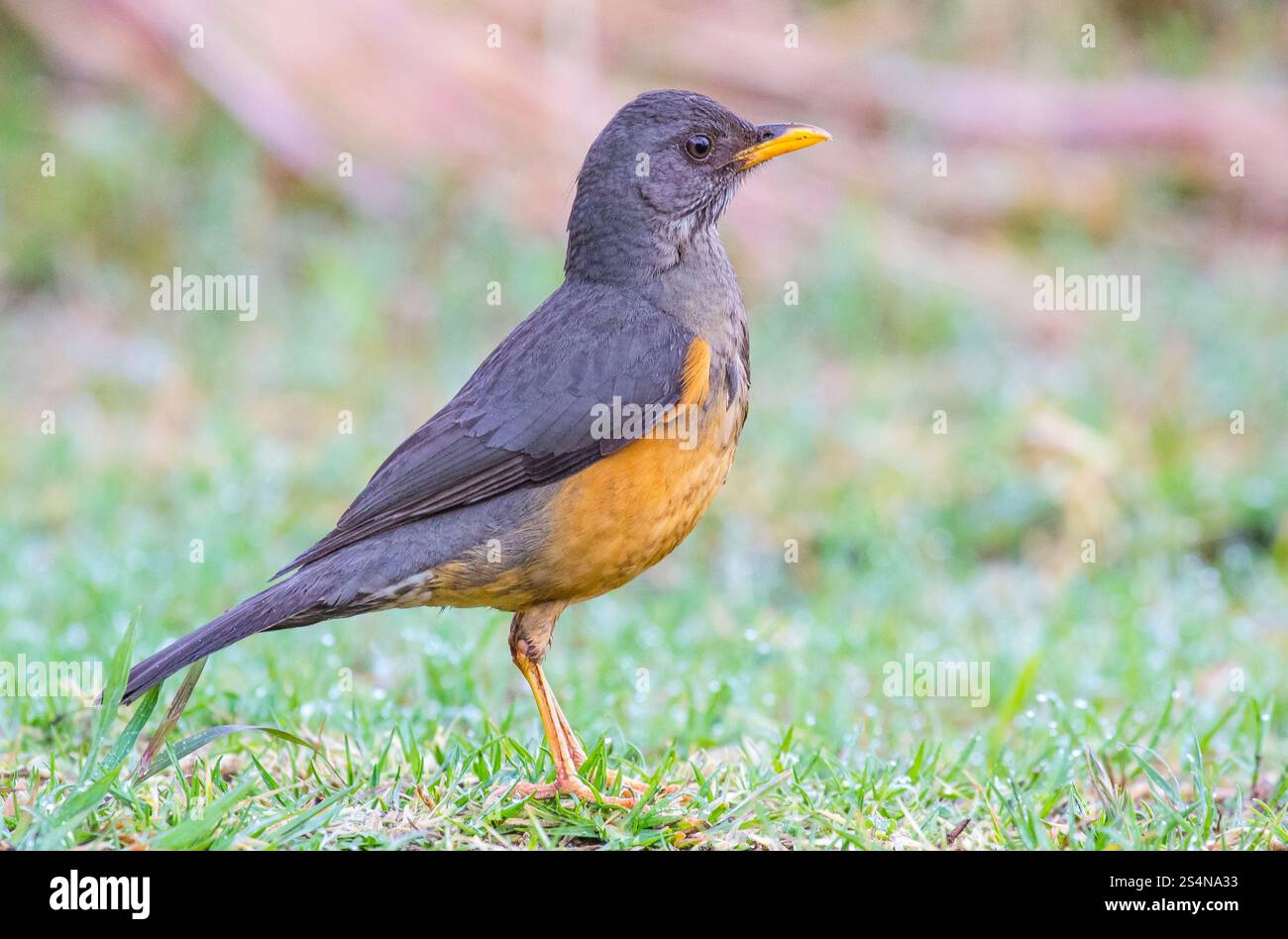 Olive thrush (Turdus olivaceus) is, in its range, one of the most ...