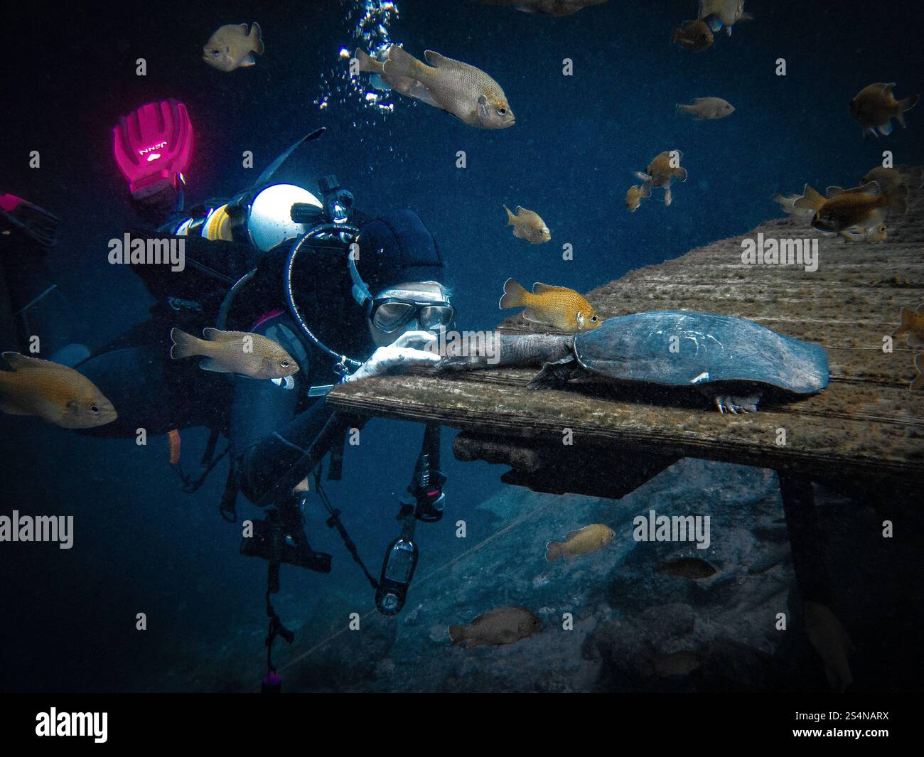A scuba diver interacts with Virgil the Turtle sits on a dive platform ...