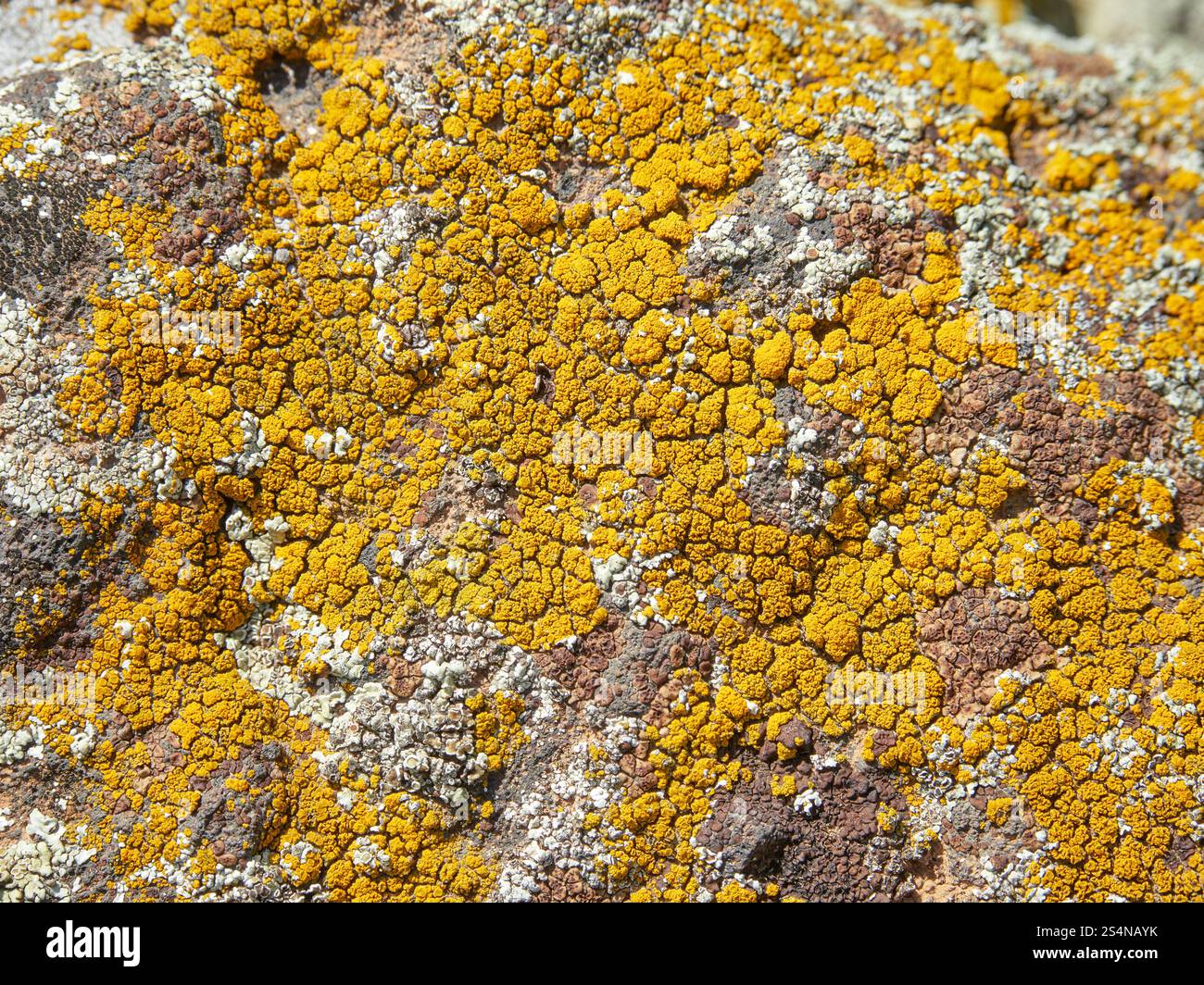 A detailed macro photograph showcasing a rock surface completely ...