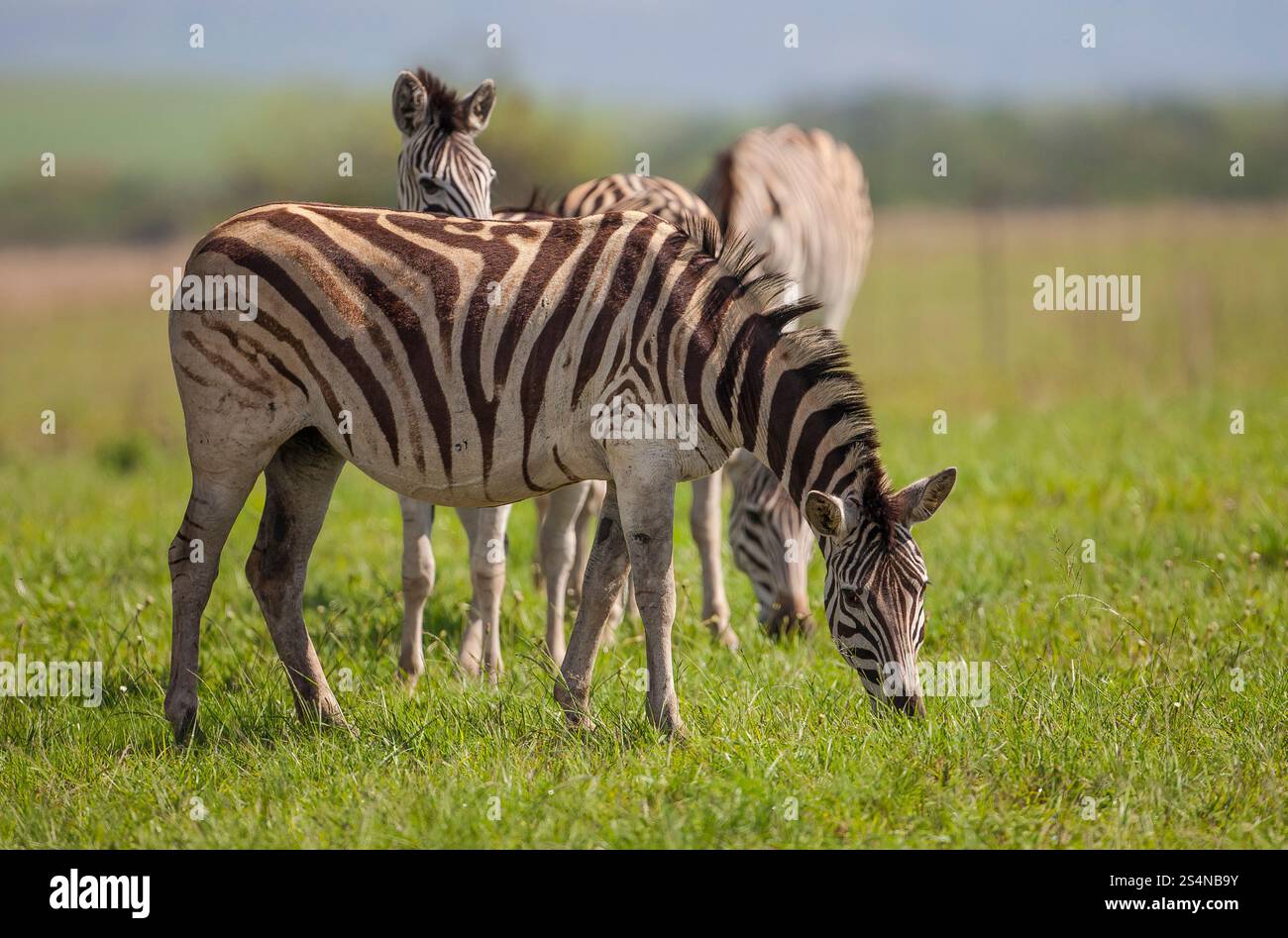 The zebras (Hippotigris) are the sine qua non of the African savanna ...