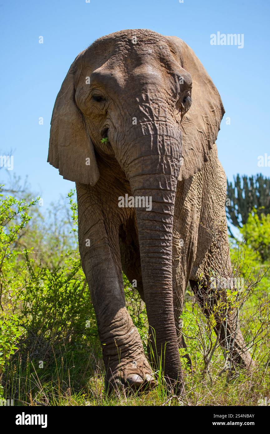 Elephant with a landscape in African Savannah. Elephants rarely travel ...