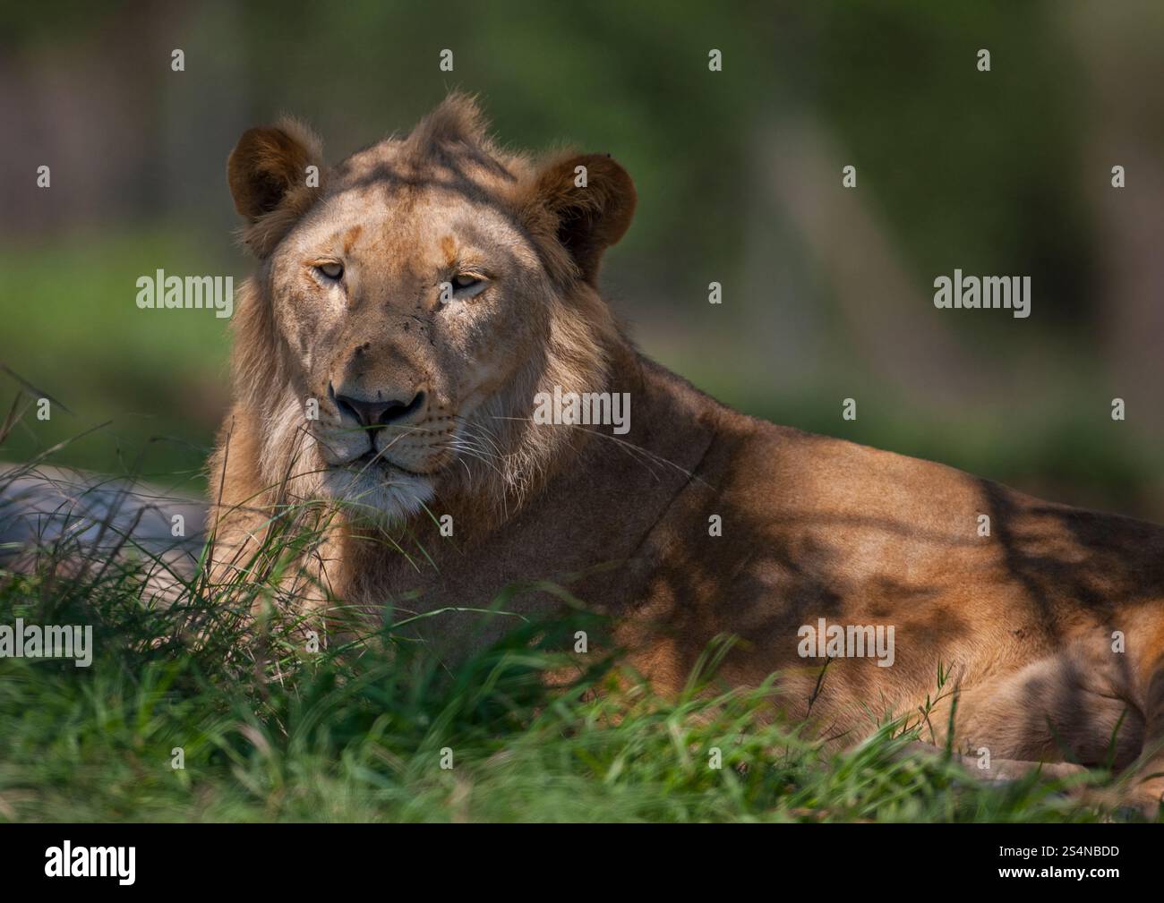 The lions (Panthera leo) are one of the most important parts of African ...