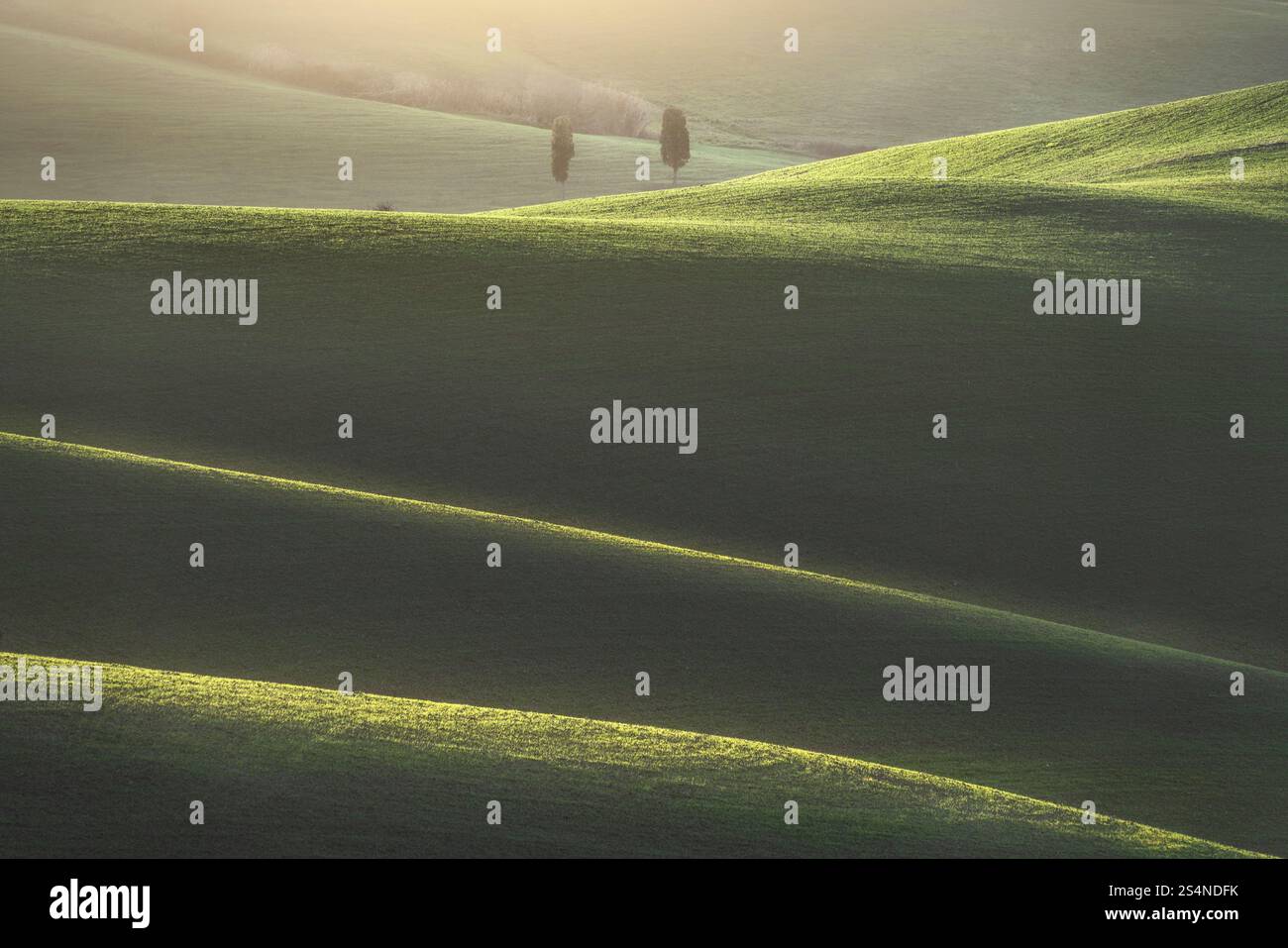 Two cypress trees and rolling hills in the Lajatico countryside at ...