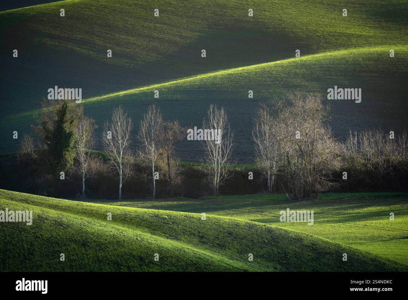 Trees in winter among the Tuscan rolling hills in the Lajatico ...