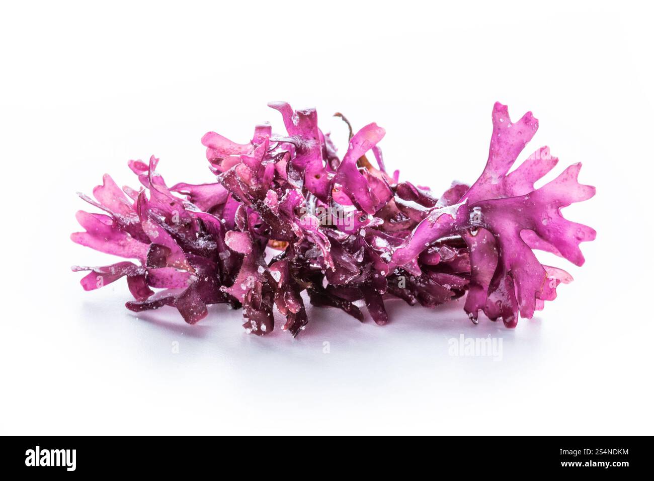 Irish sea moss, Chondrus crispus, edible seaweed, purple, isolated on a ...