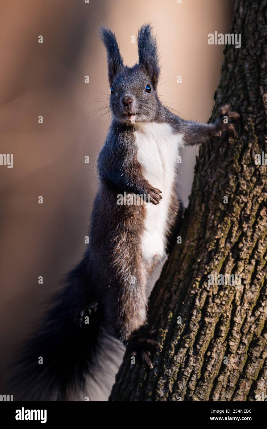 Red squirrel(Sciurus vulgaris)/ Eurasian red squirrel, adult in the ...