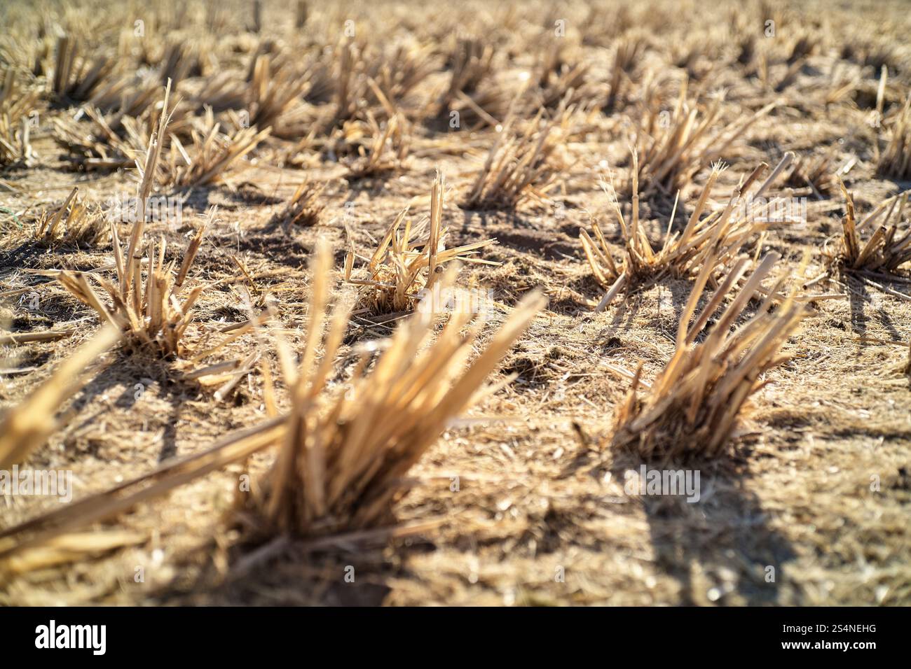 Dry, harvested field. Stubble and soil under sunlight. Image depicts ...