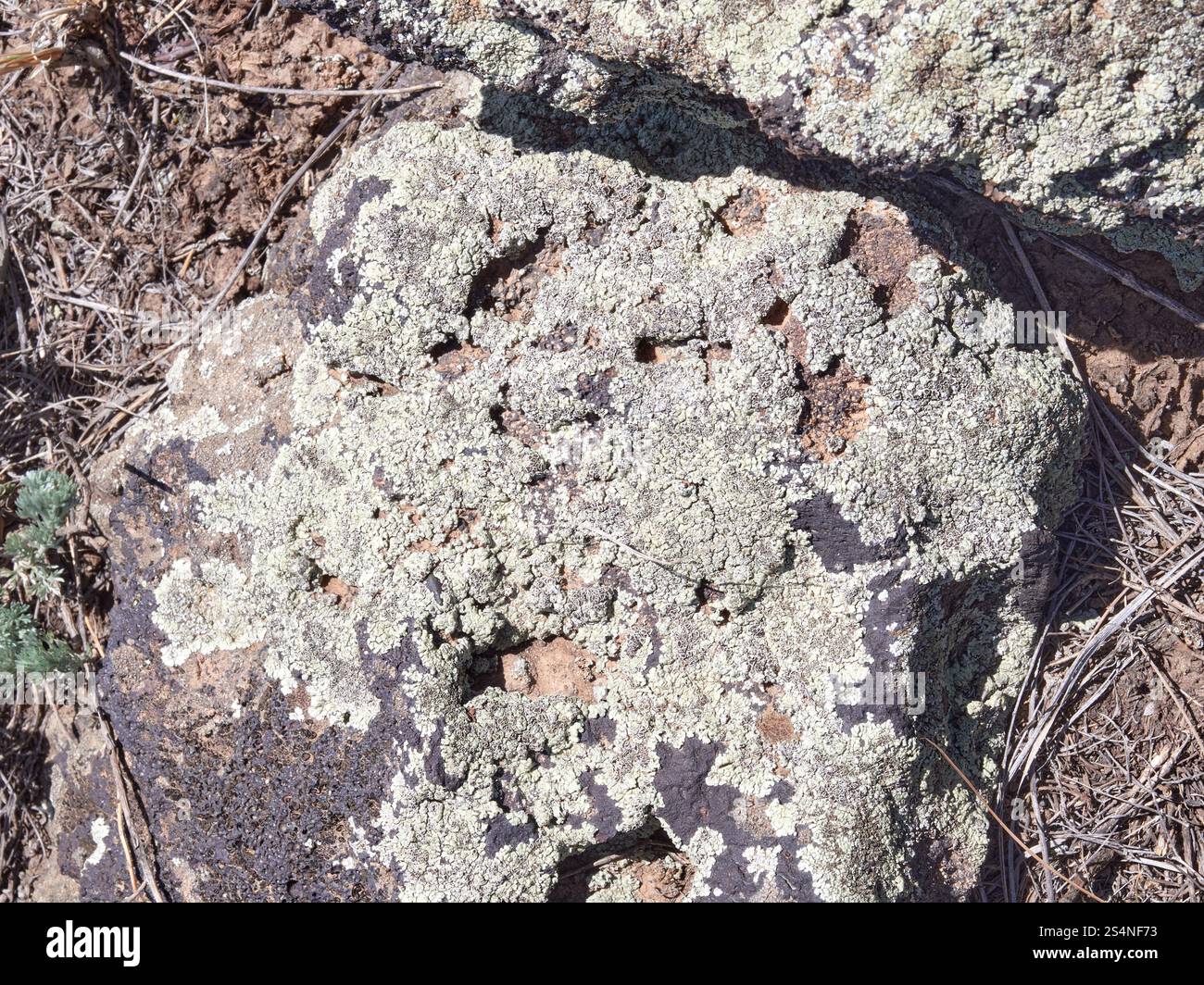 Close-up of a rock covered in lichen, showing texture and patterns ...
