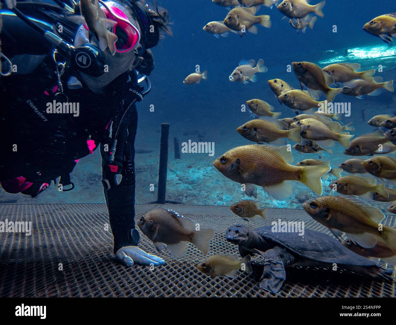 A scuba diver interacts with Virgil the Turtle sits on a dive platform ...