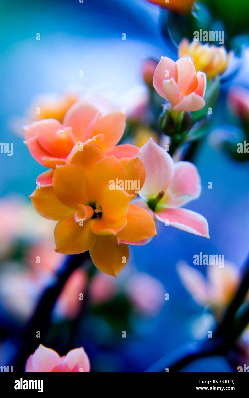 Strong beautiful colours on this flower Stock Photo - Alamy