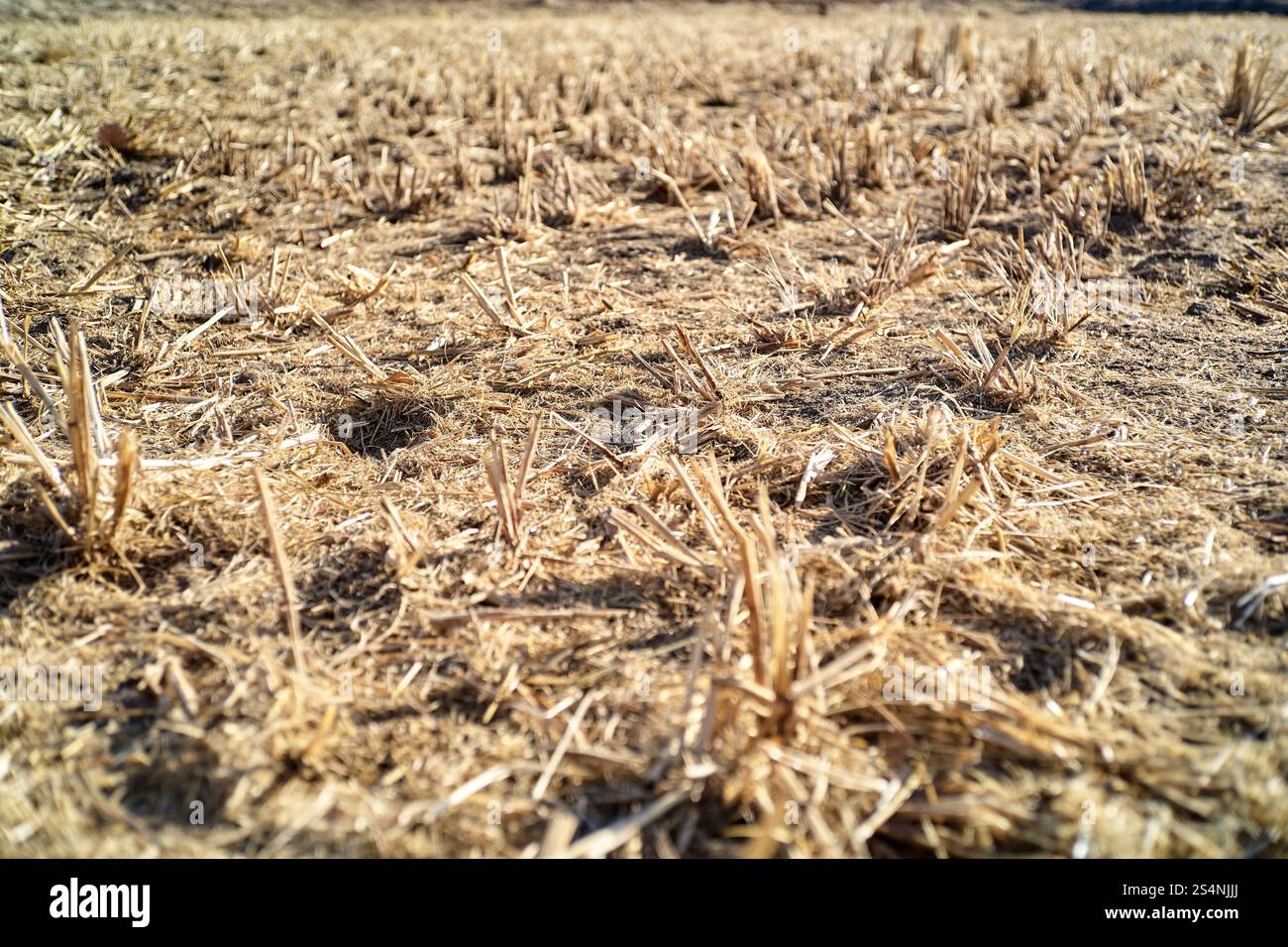 Close-up view of dry, harvested crop stubble in a field. The remnants ...
