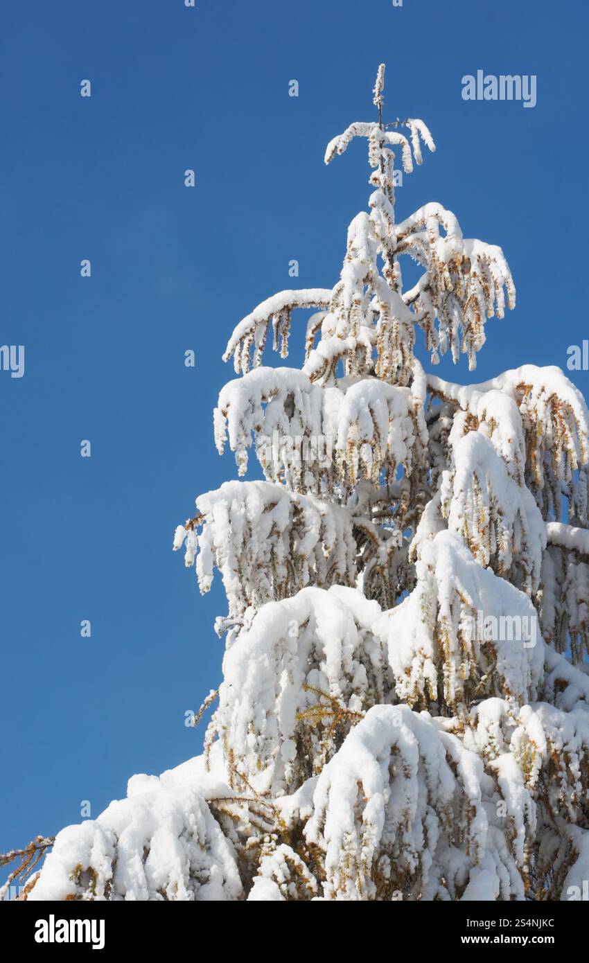 Top of winter snow covered coniferous tree on sky background (easy for ...
