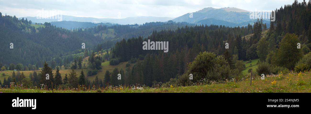 Summer dull day mountainous green meadow (Slavske village outskirts ...