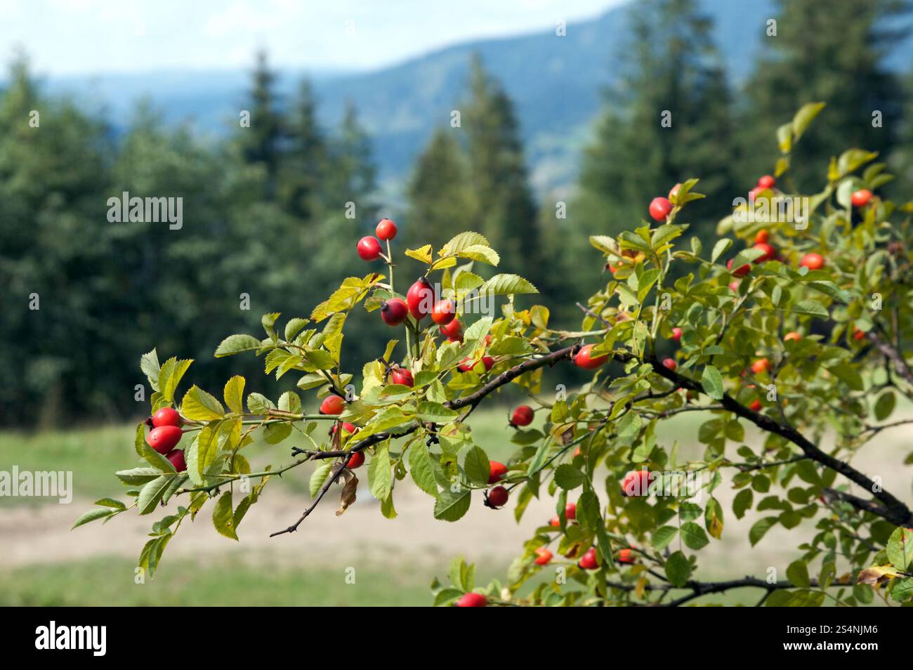Twig with red hips on nature background Stock Photo - Alamy