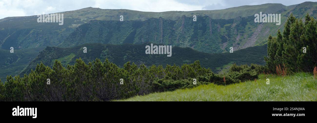 Mountain view with juniper forest and rocky cliff in distance (dull day ...