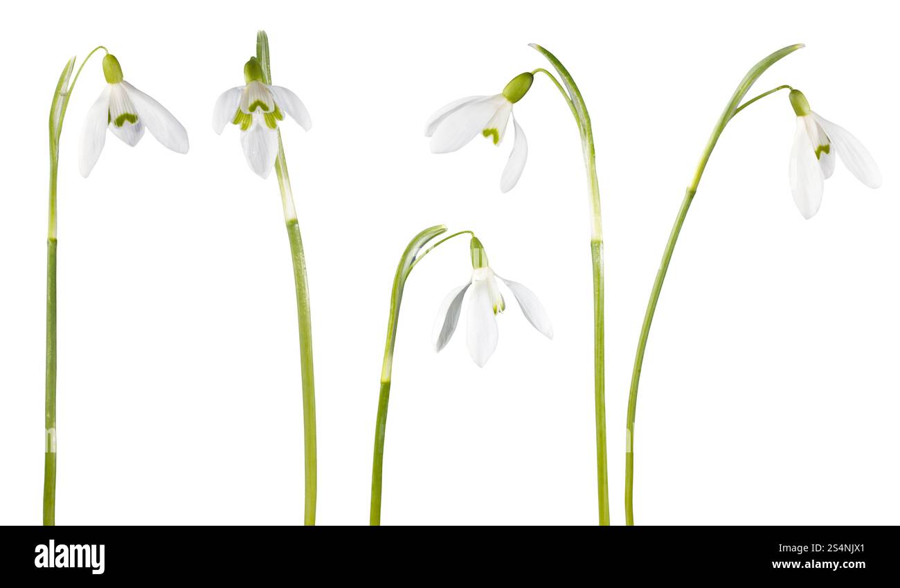 Spring snowdrop flowers set isolated on white Stock Photo - Alamy