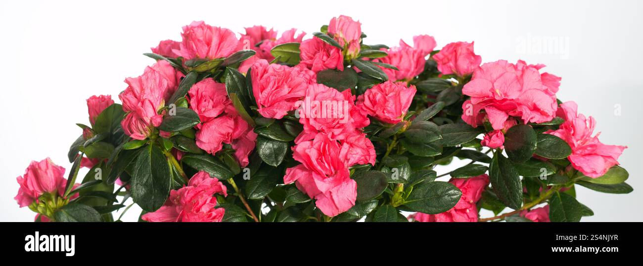 Home plant azalea "Rhododendron simsii" on light background ( not ...