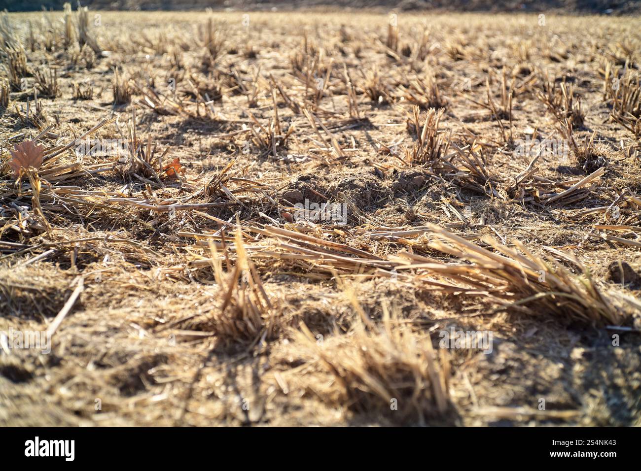 Dry, harvested field under the sun. Stubble and parched earth show the ...