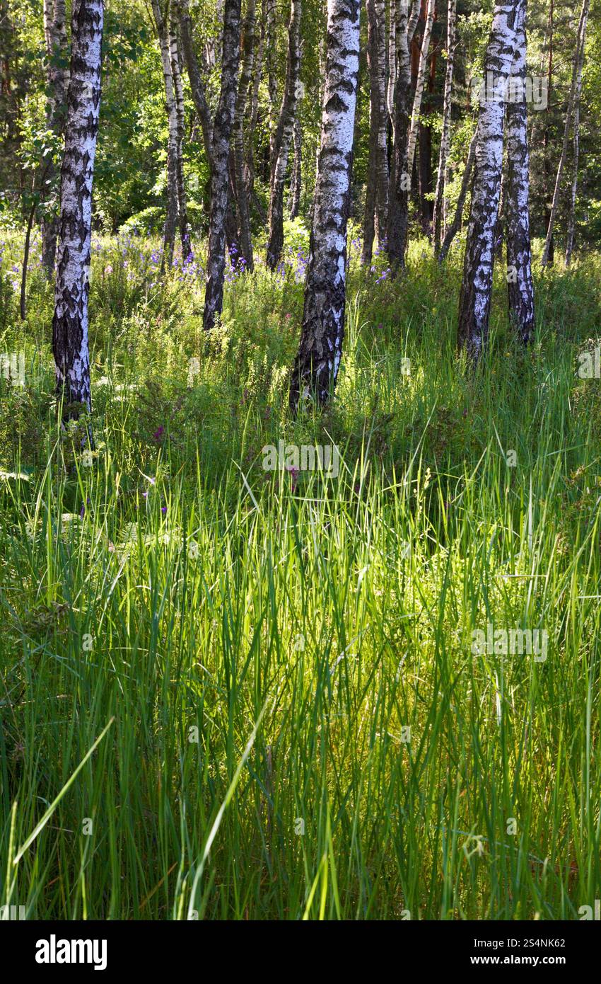Birches in summer forest with tall grasses below Stock Photo - Alamy