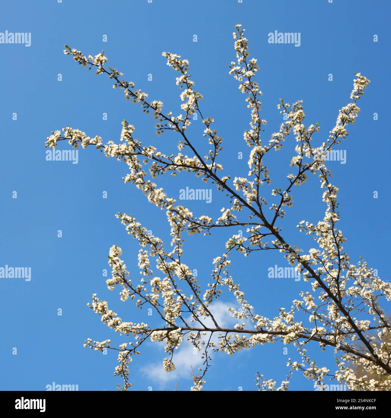 Blossoming twigs of cherry-tree (on blue sky background Stock Photo - Alamy