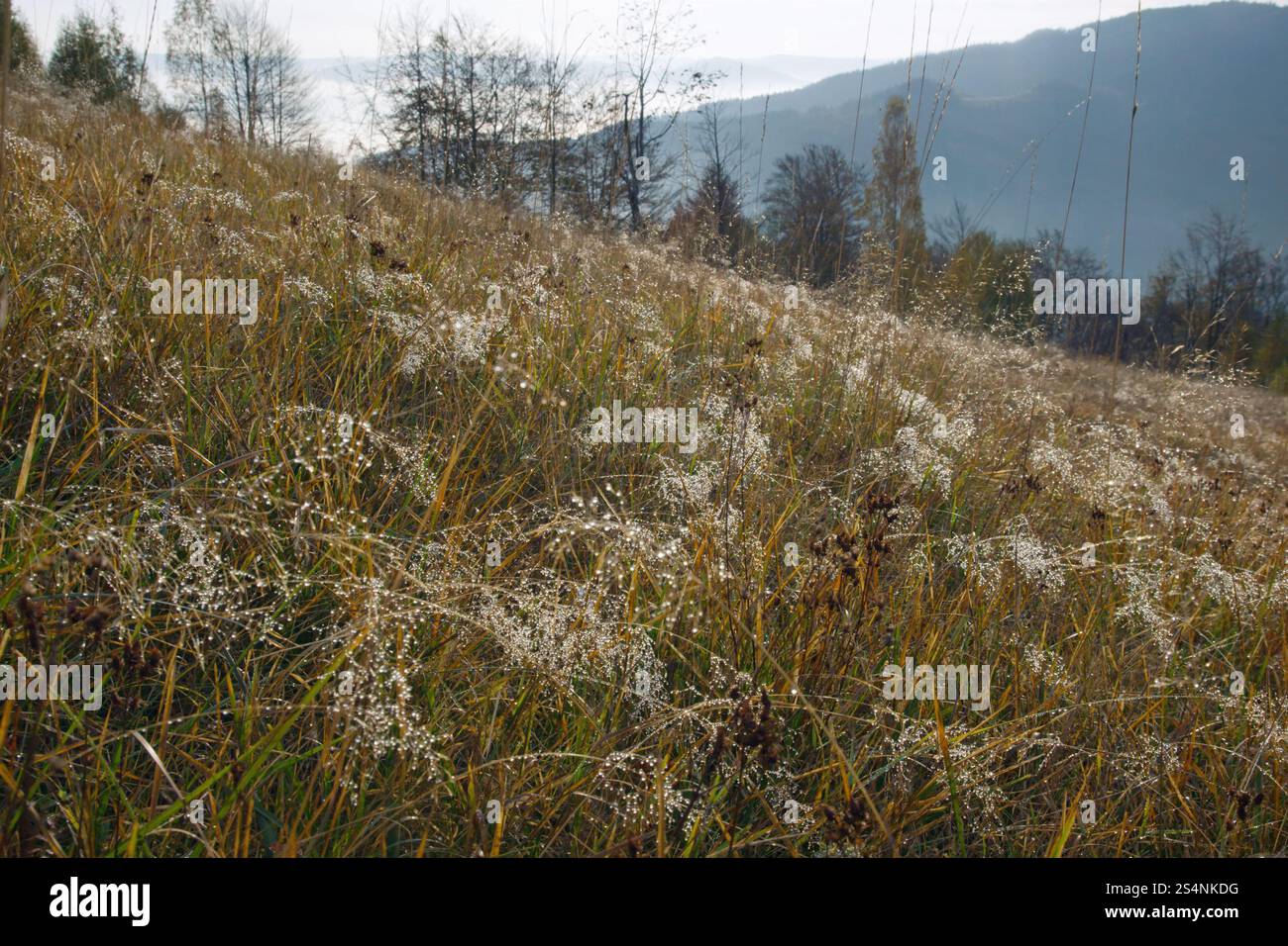 Morning dew on fall mountainside Stock Photo - Alamy