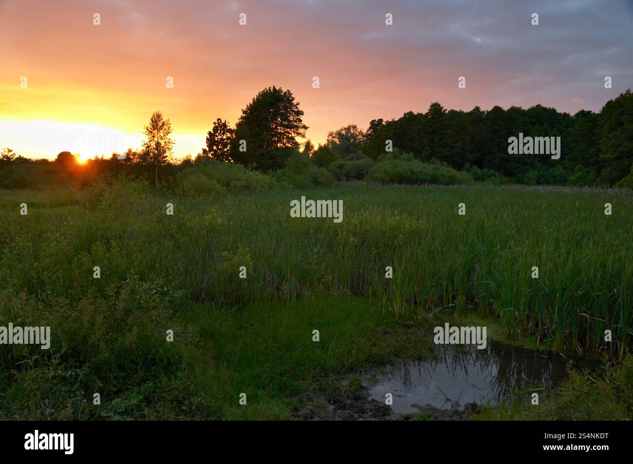 cane overgrown small pool on evening summer meadow Stock Photo - Alamy