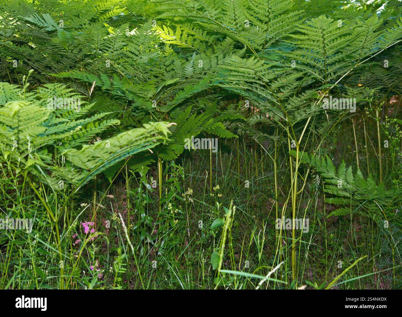 Fern plants in forest hi-res stock photography and images - Alamy