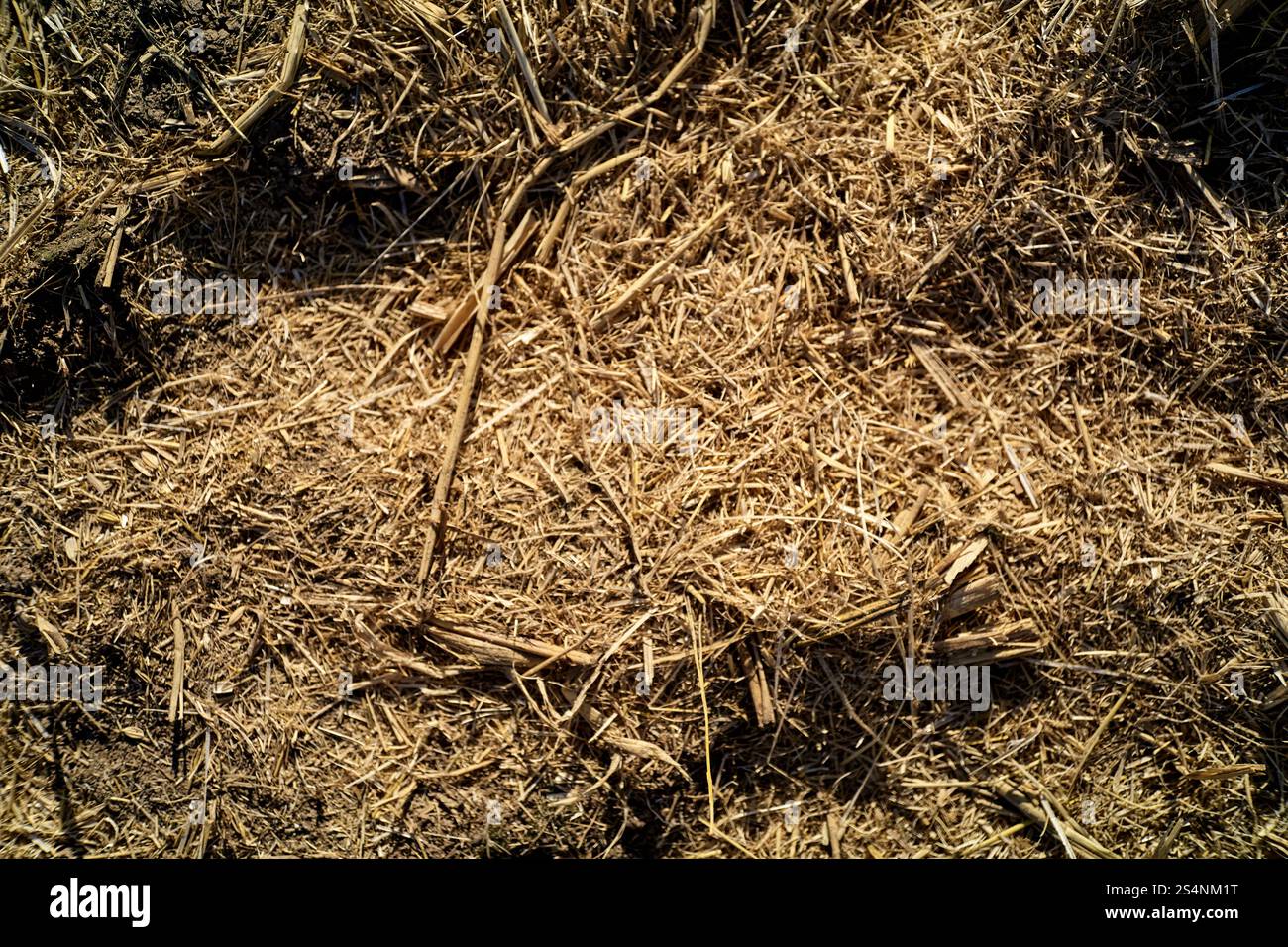 Close-up texture of dry, tan stalks and fibers, possibly straw or ...