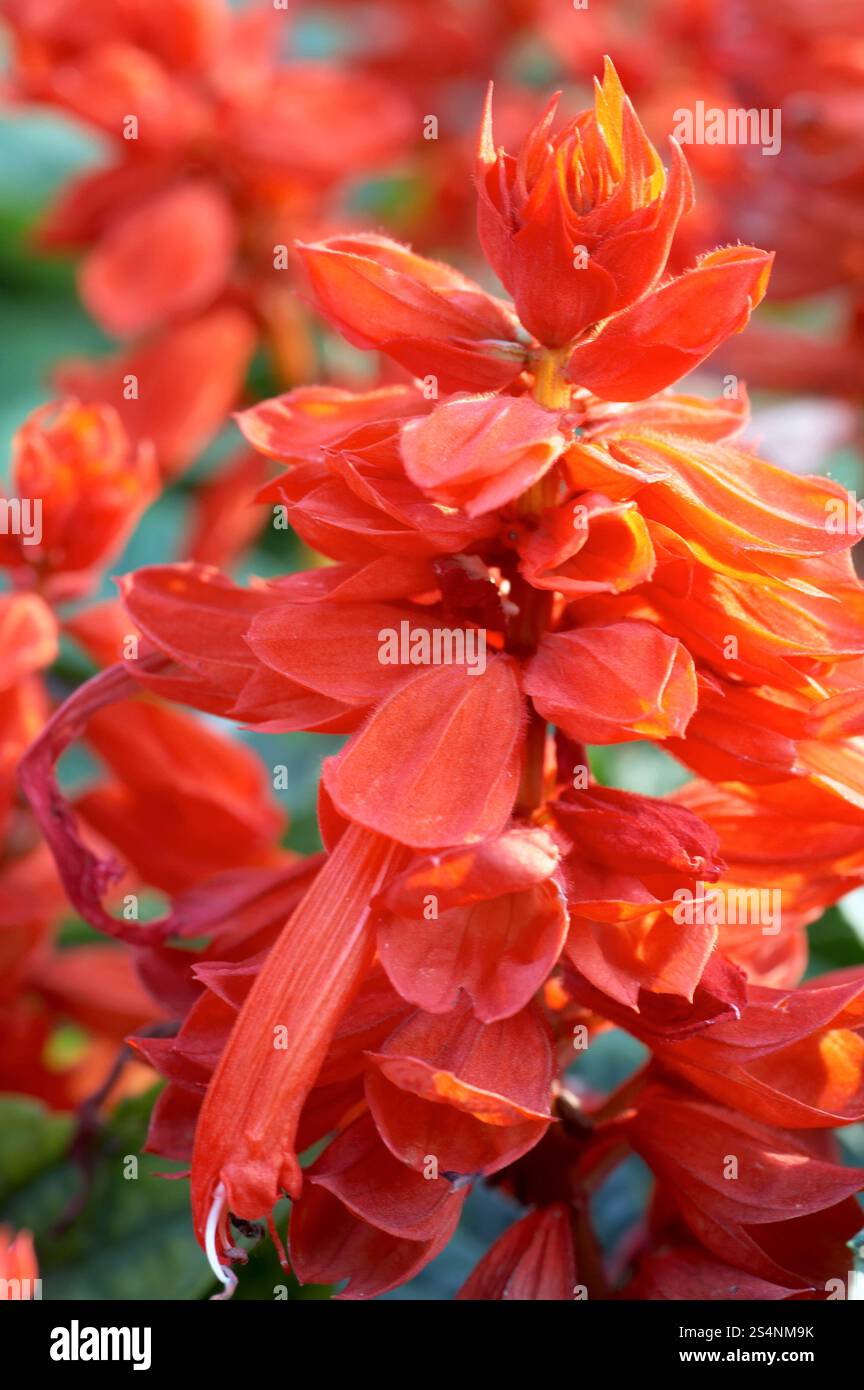 Petal cluster hi-res stock photography and images - Alamy