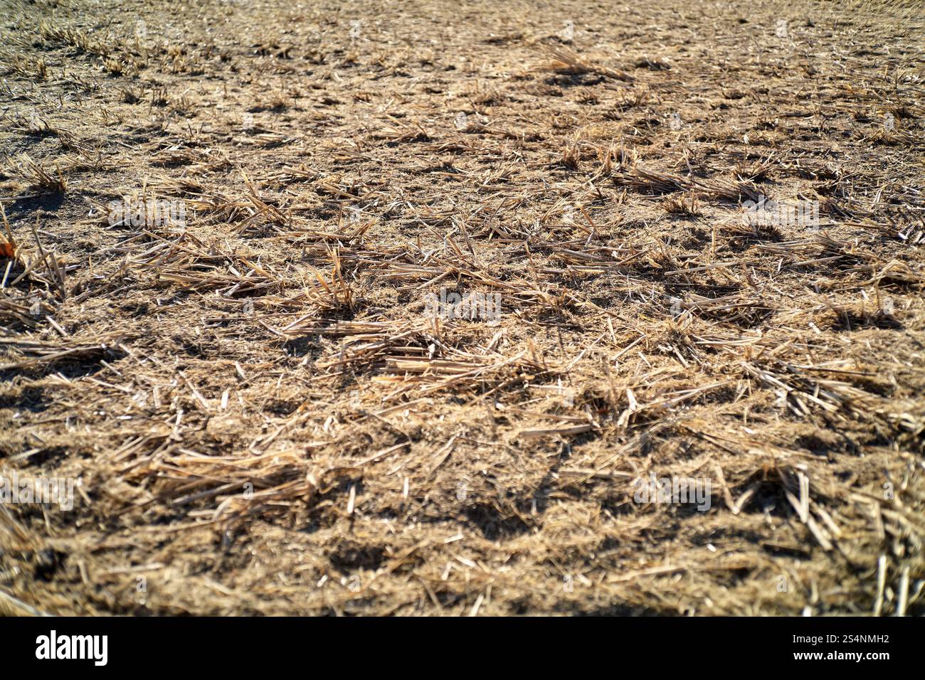 Dry, brown field stubble after harvest. Texture of parched earth and ...