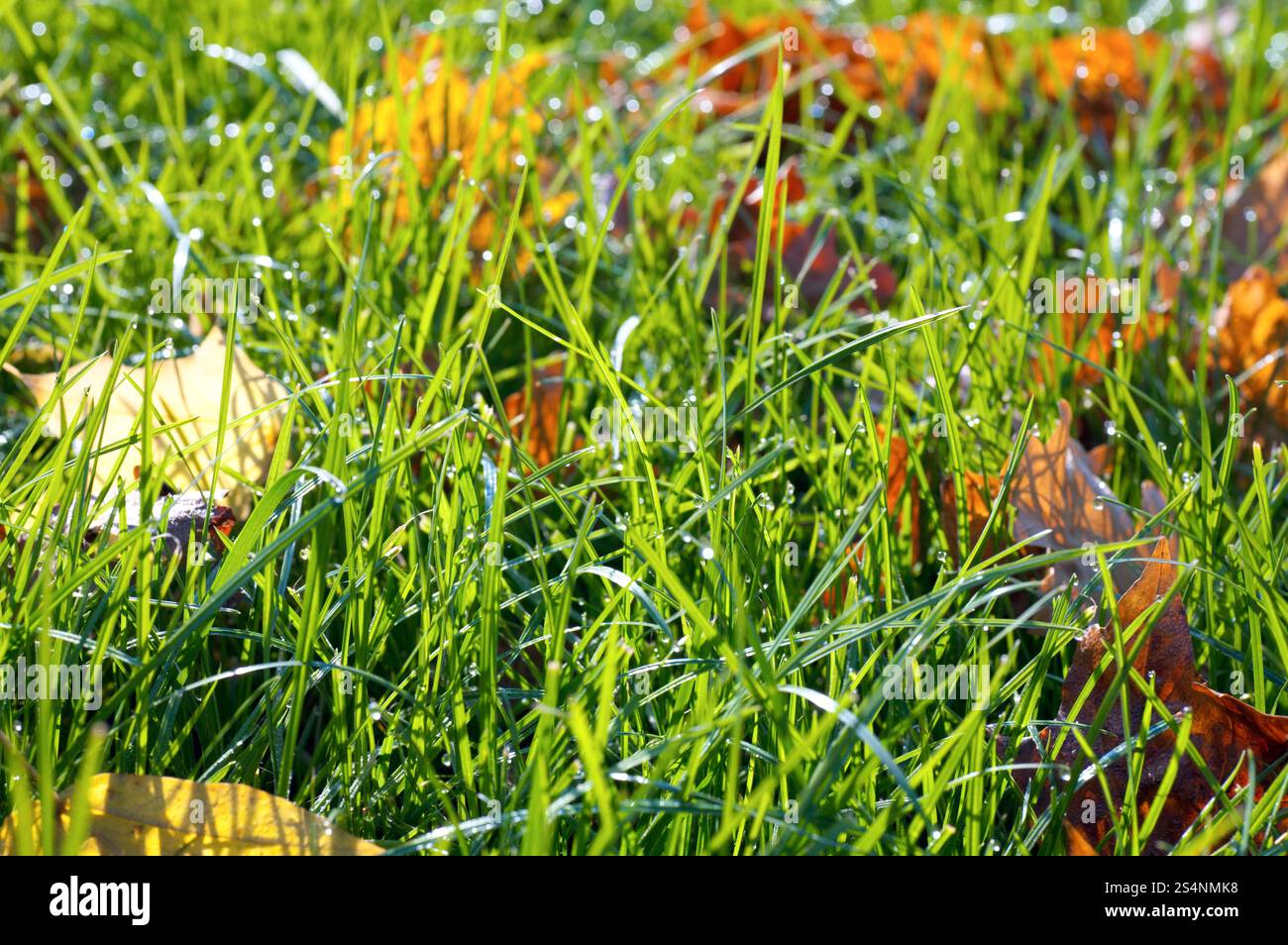 Green grass autumn background with abscissed leafs Stock Photo - Alamy
