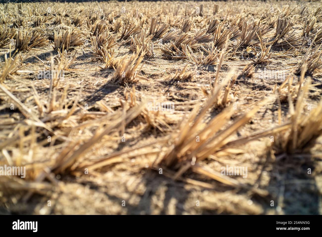 Close-up of dry, harvested field. Stubble and soil texture visible in ...