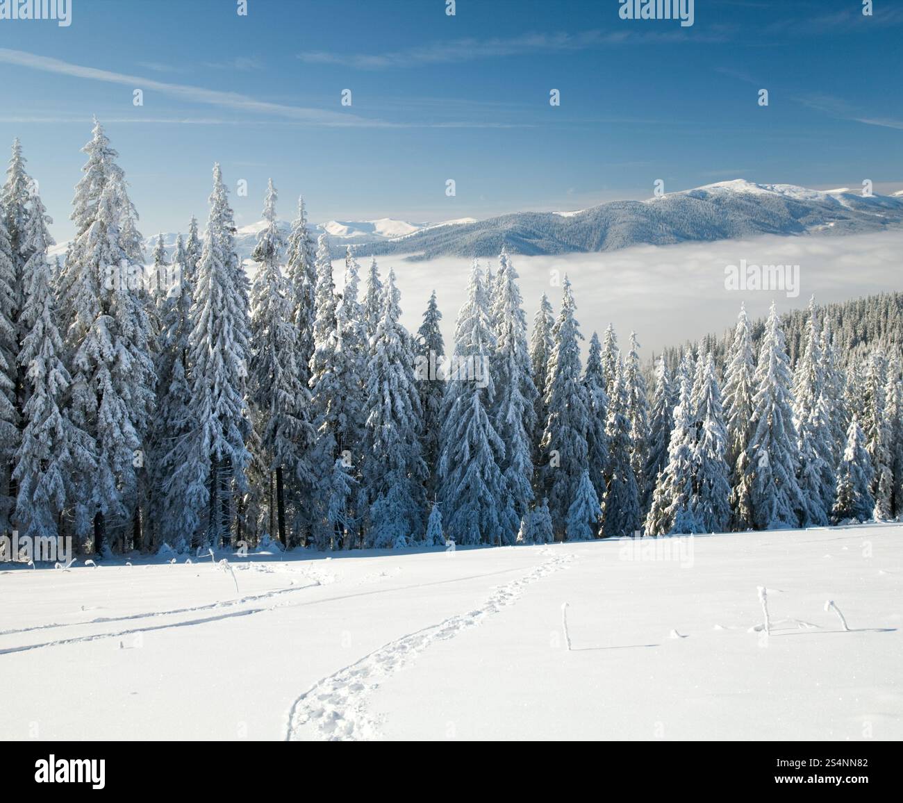 winter calm mountain landscape with rime and snow covered spruce trees ...