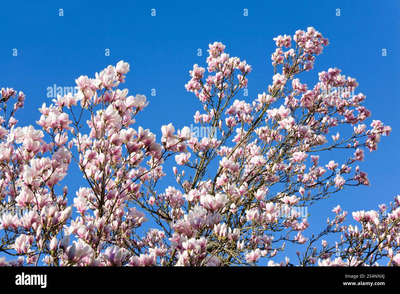 Blossoming twig of magnolia-tree (on blossom tree background Stock ...